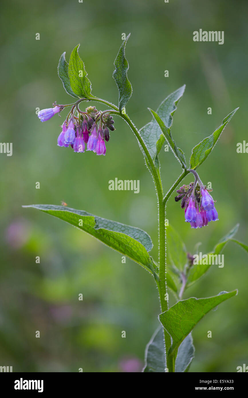 Common comfrey / true comfrey (Symphytum officinale) flowers Stock ...