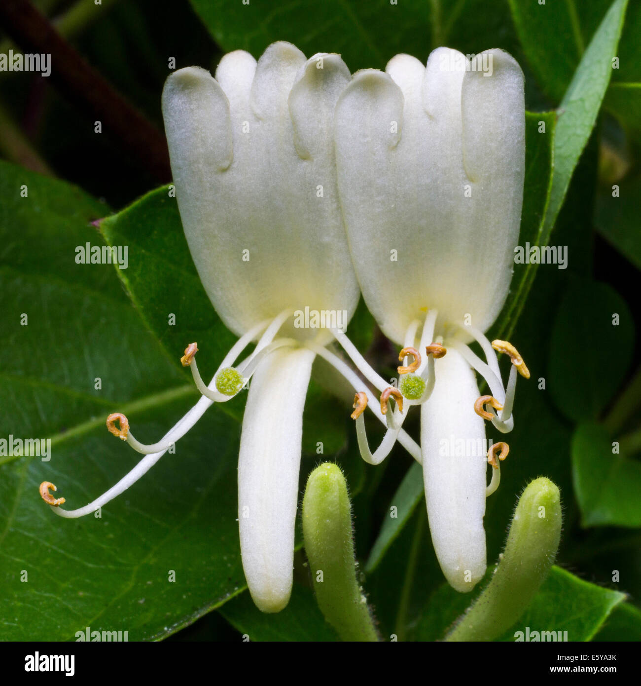 Common honeysuckle / European honeysuckle / woodbine (Lonicera ...