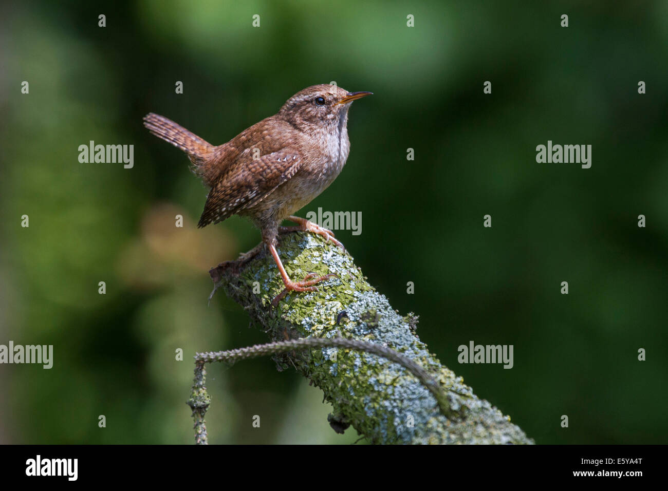 Troglodytes hi-res stock photography and images - Alamy