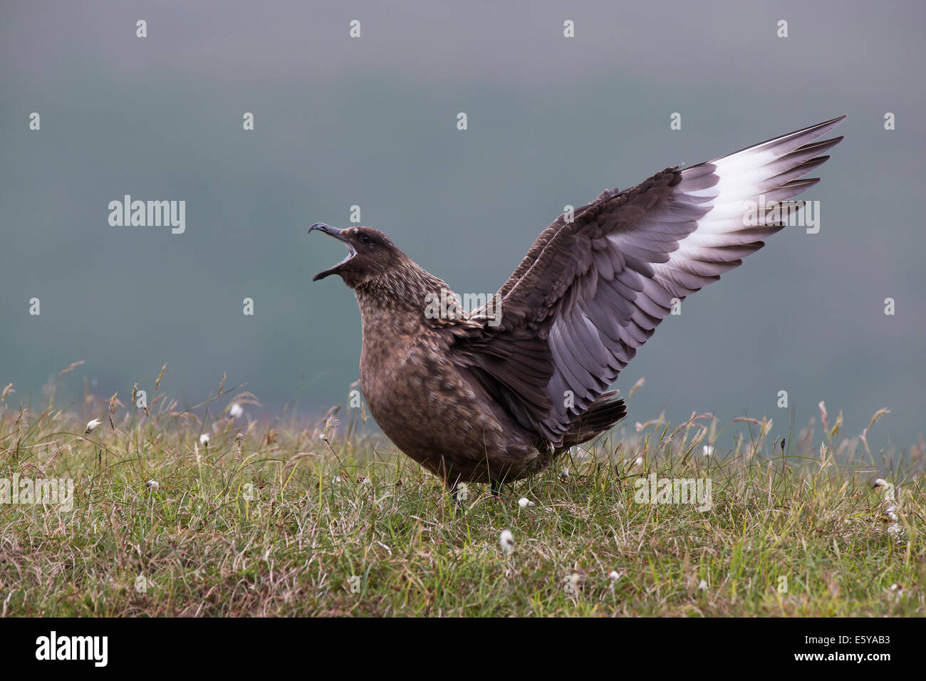 Great Skua, Stercorarius skua displaying Stock Photo - Alamy