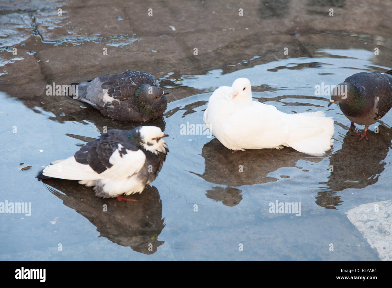 bathing pigeon with white pigeon in the center Stock Photo - Alamy
