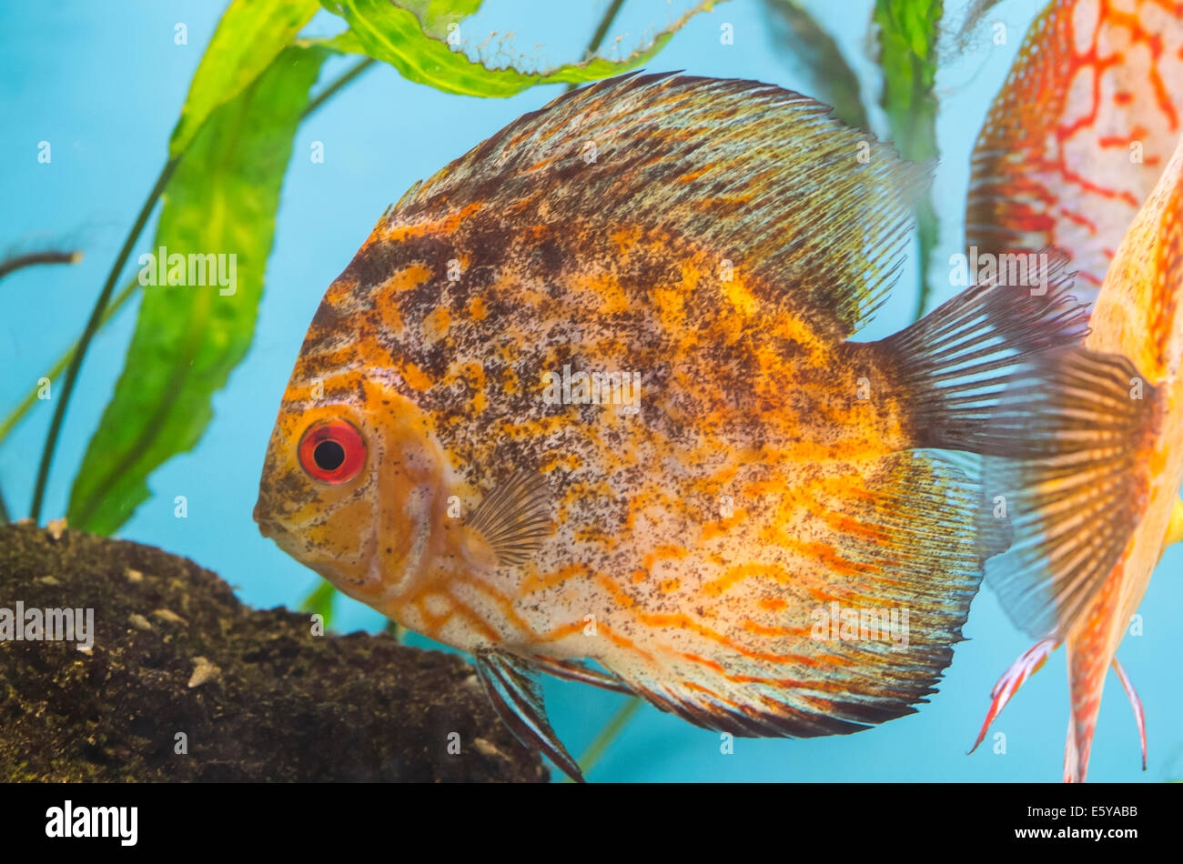 Orange fish in the aquarium with green plants Stock Photo - Alamy