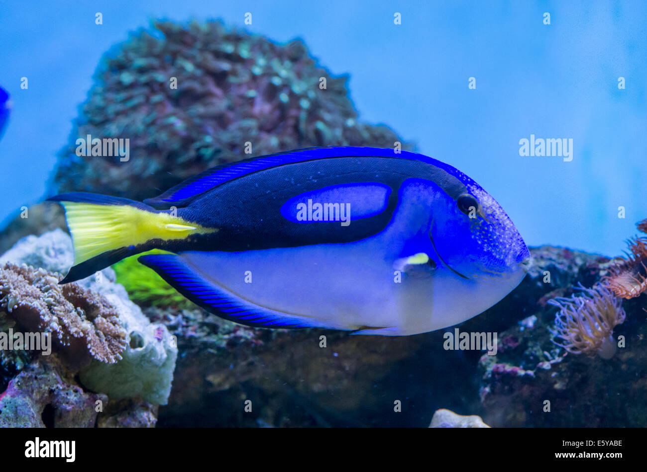 Blue Tang fish in a aquarium with coral reef on background Stock Photo ...