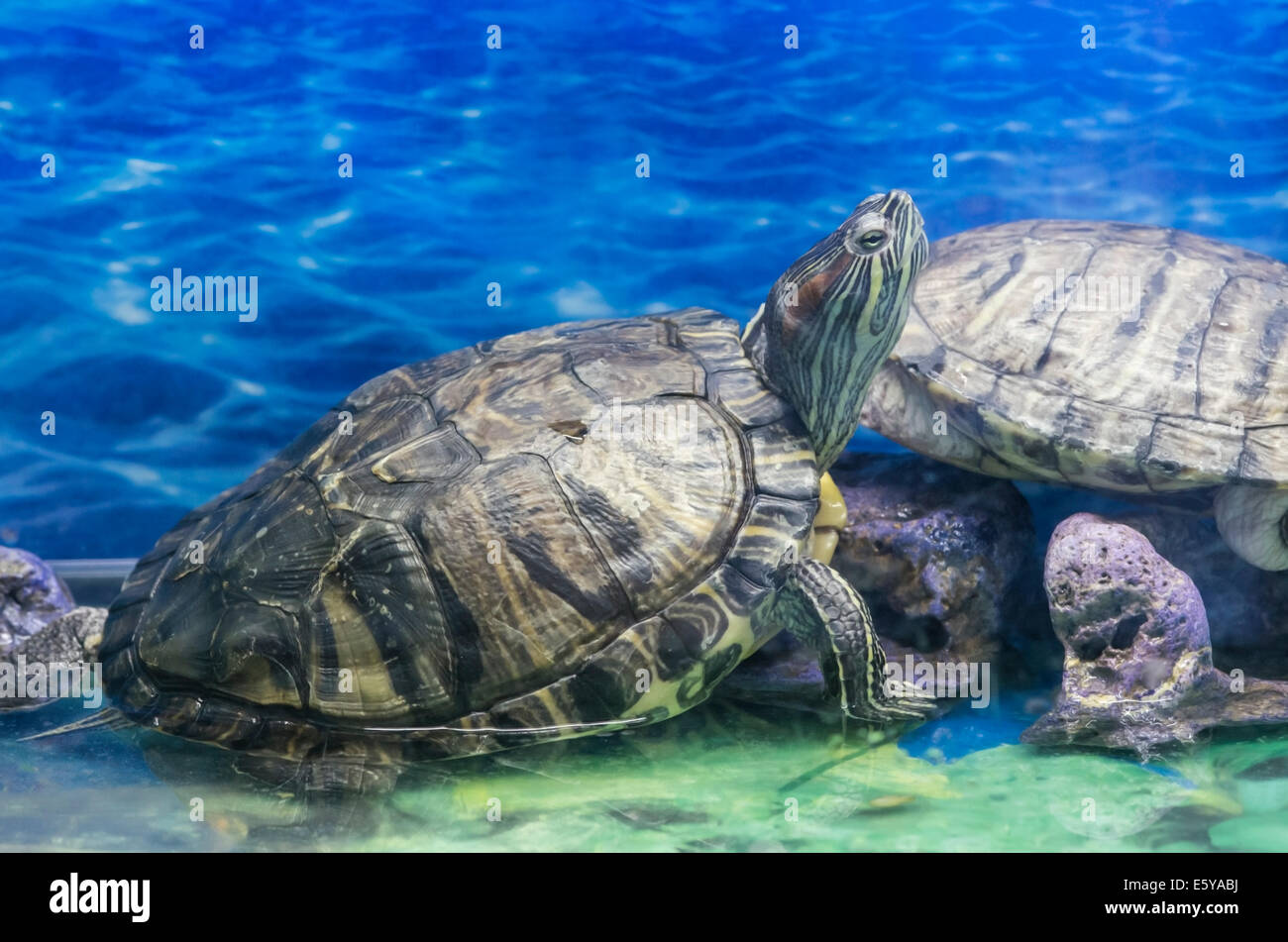 Close up image of a sea turtle, and blue water behind Stock Photo - Alamy