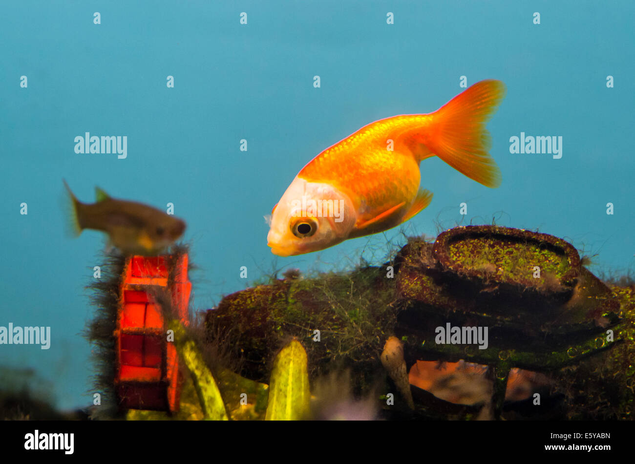 Beautiful gold parrot fish swimming in the water Stock Photo - Alamy