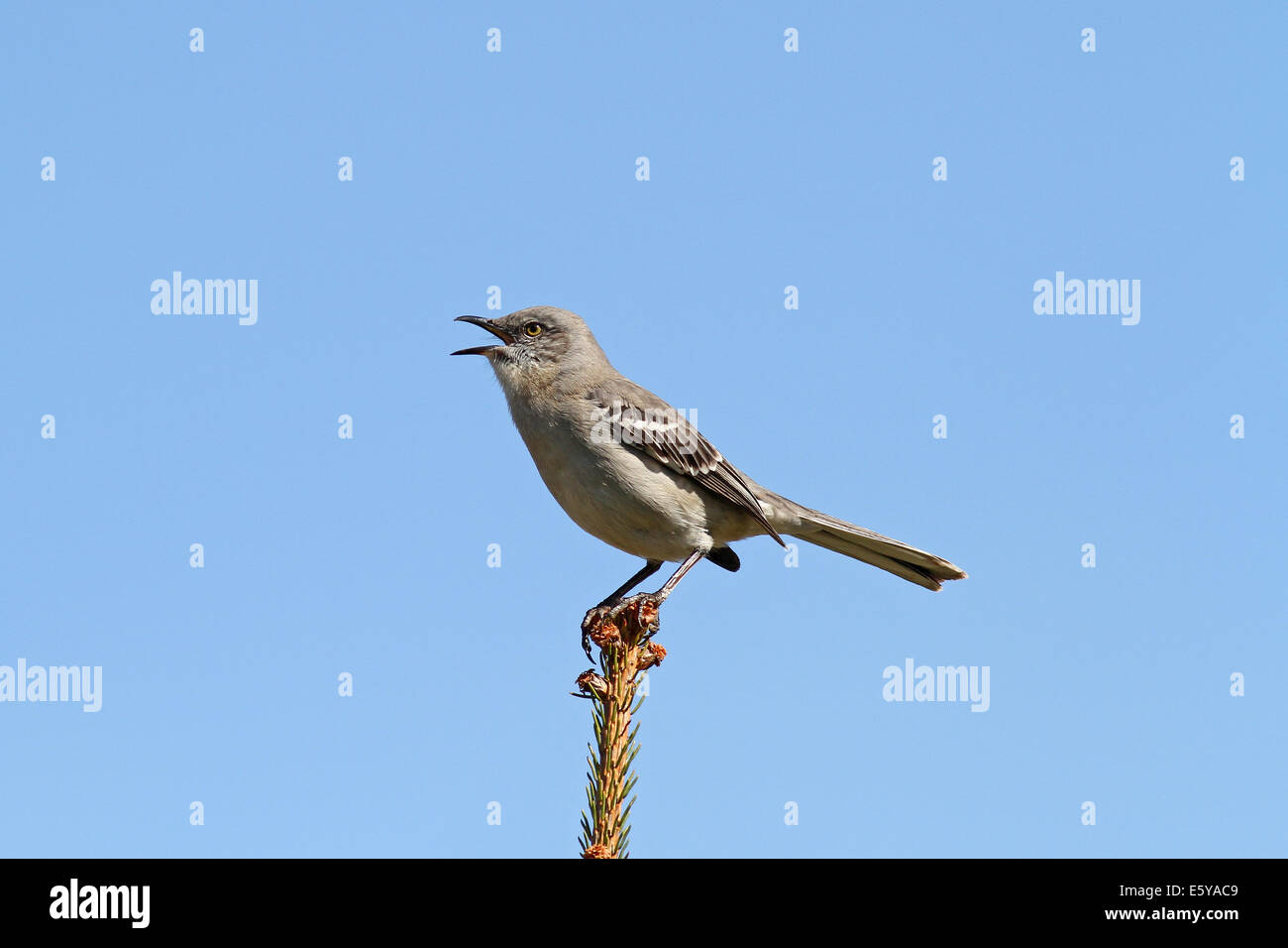 Mockingbird singing hi-res stock photography and images - Alamy