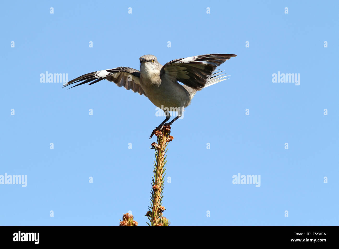 Mockingbird singing hi-res stock photography and images - Alamy