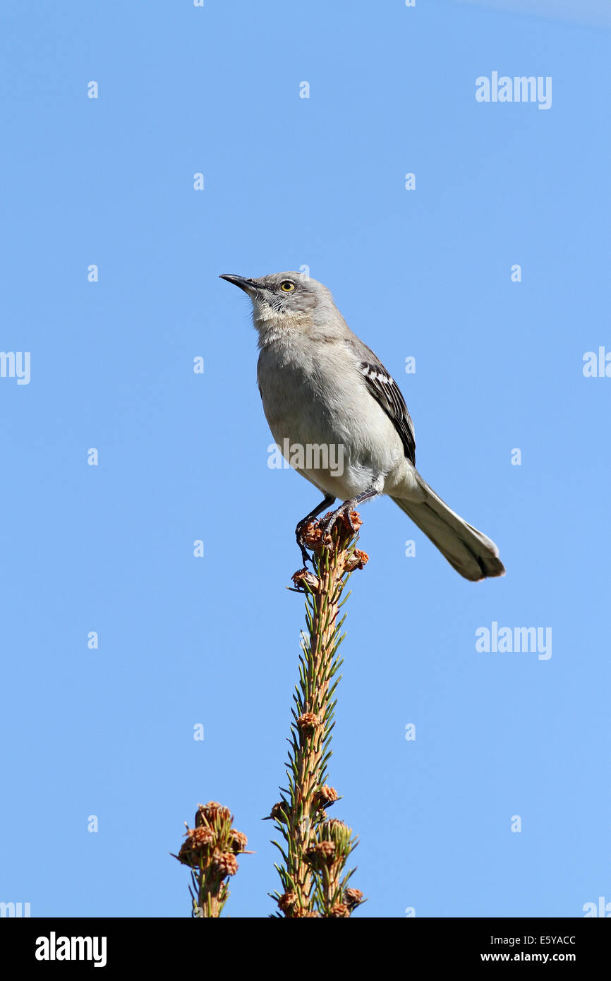 Mockingbird singing hi-res stock photography and images - Alamy