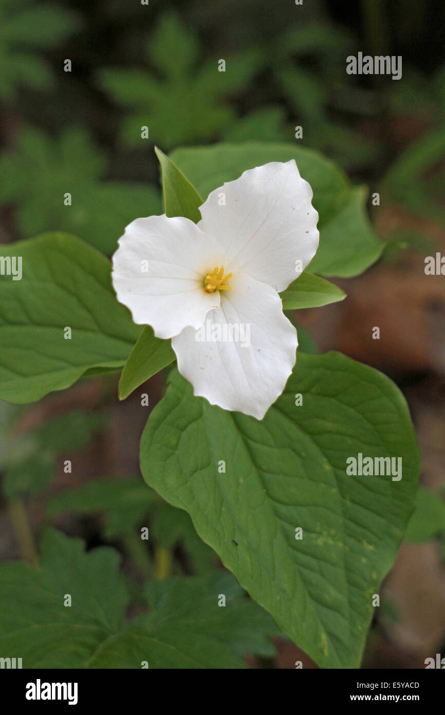 Trillium foliage hi-res stock photography and images - Alamy