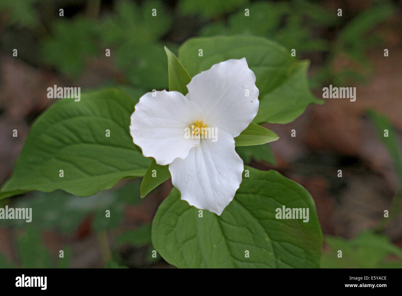 large flowered trillium Stock Photo - Alamy