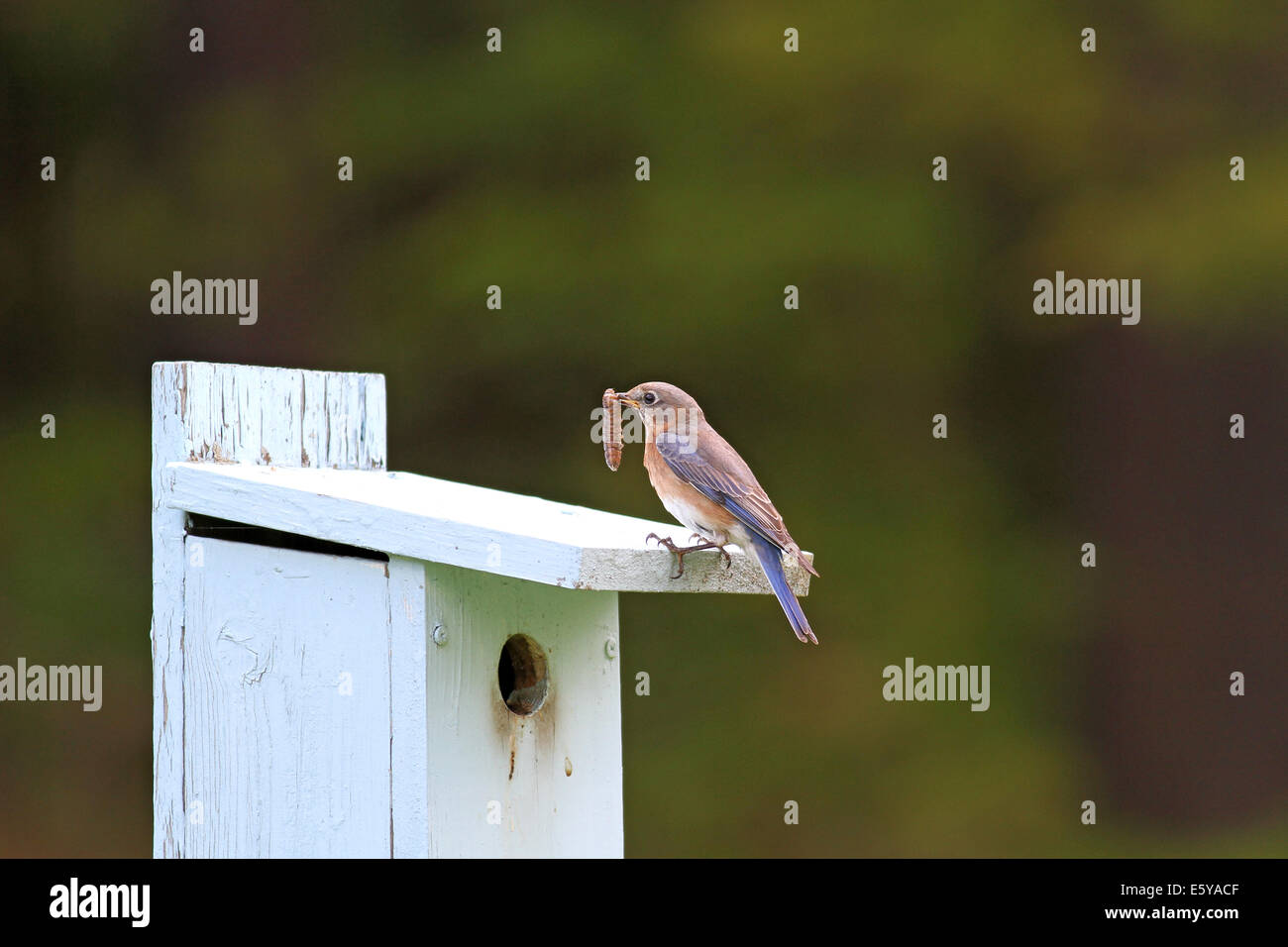Eastern bluebird on nest box Stock Photo - Alamy