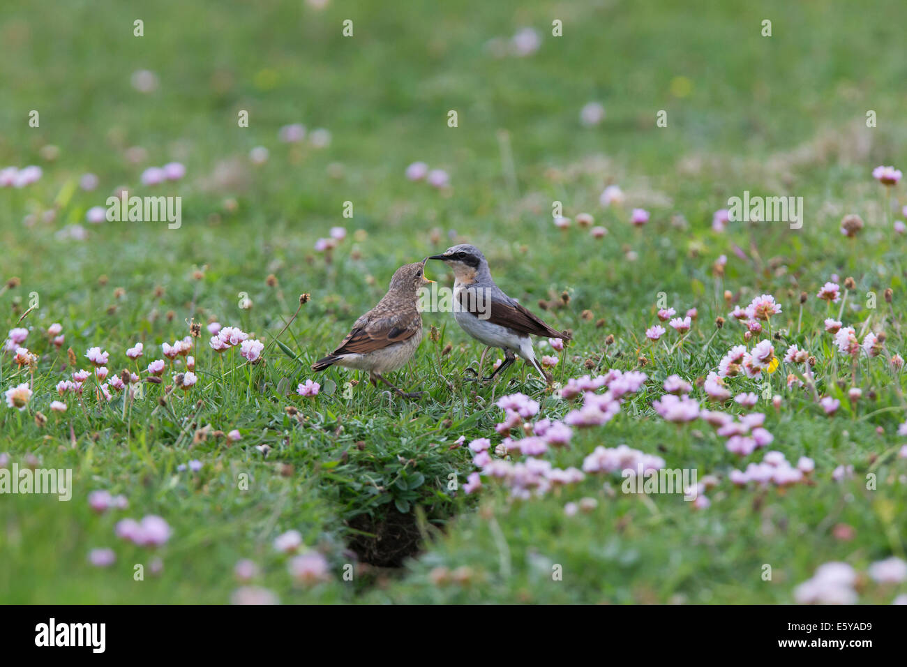Baby wheatear hi-res stock photography and images - Alamy