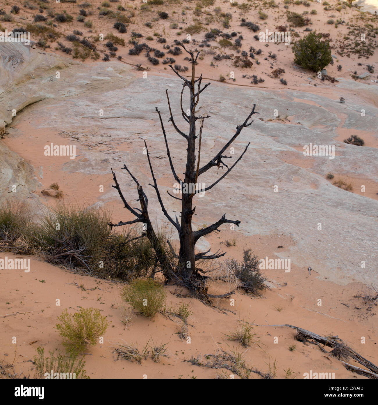 Dead tree in desert scene hi-res stock photography and images - Alamy