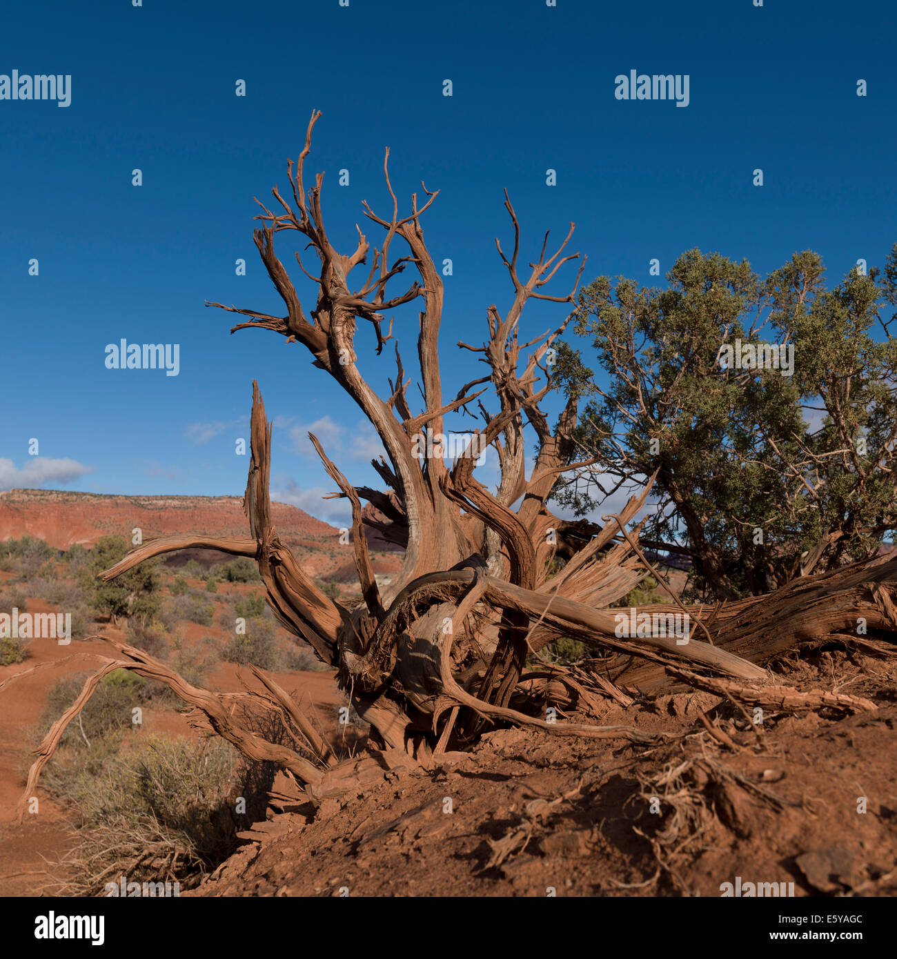 Dead trees in a desert, Paria Canyon, Paria, Kane County, Utah, USA ...