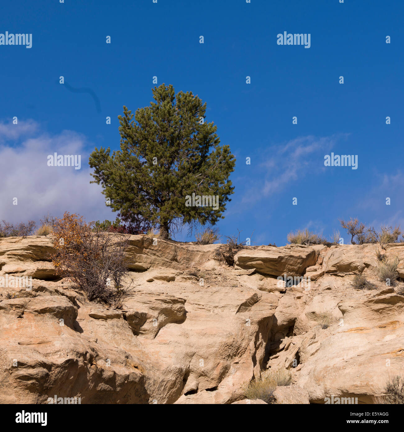 Tree on the cliff hi-res stock photography and images - Alamy