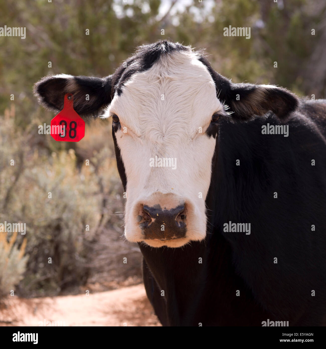 Close-up of a cow, Utah, USA Stock Photo - Alamy