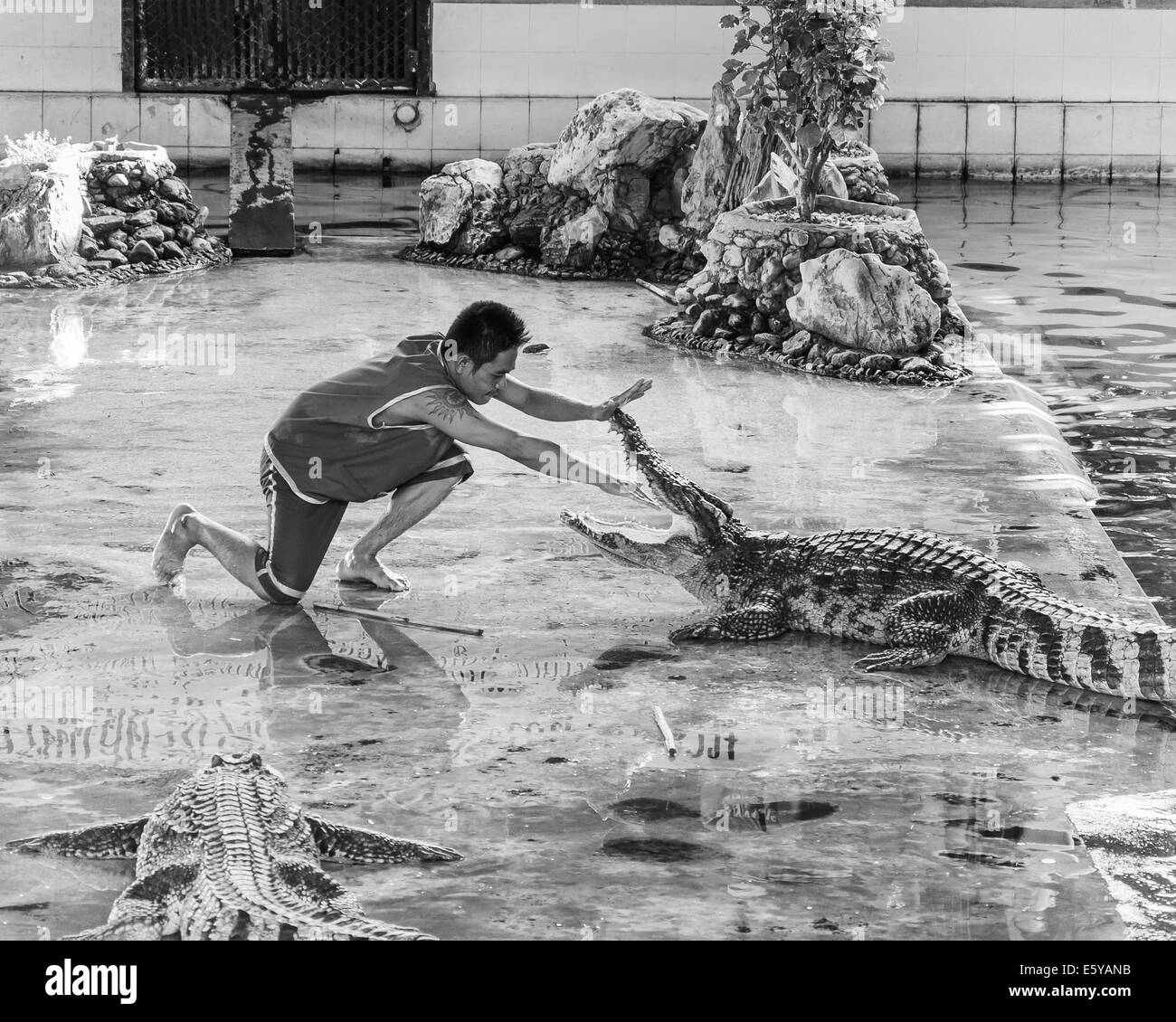 Crocodile show at Samphran Crocodile Farm on May 24, 2014 in Nakhon ...