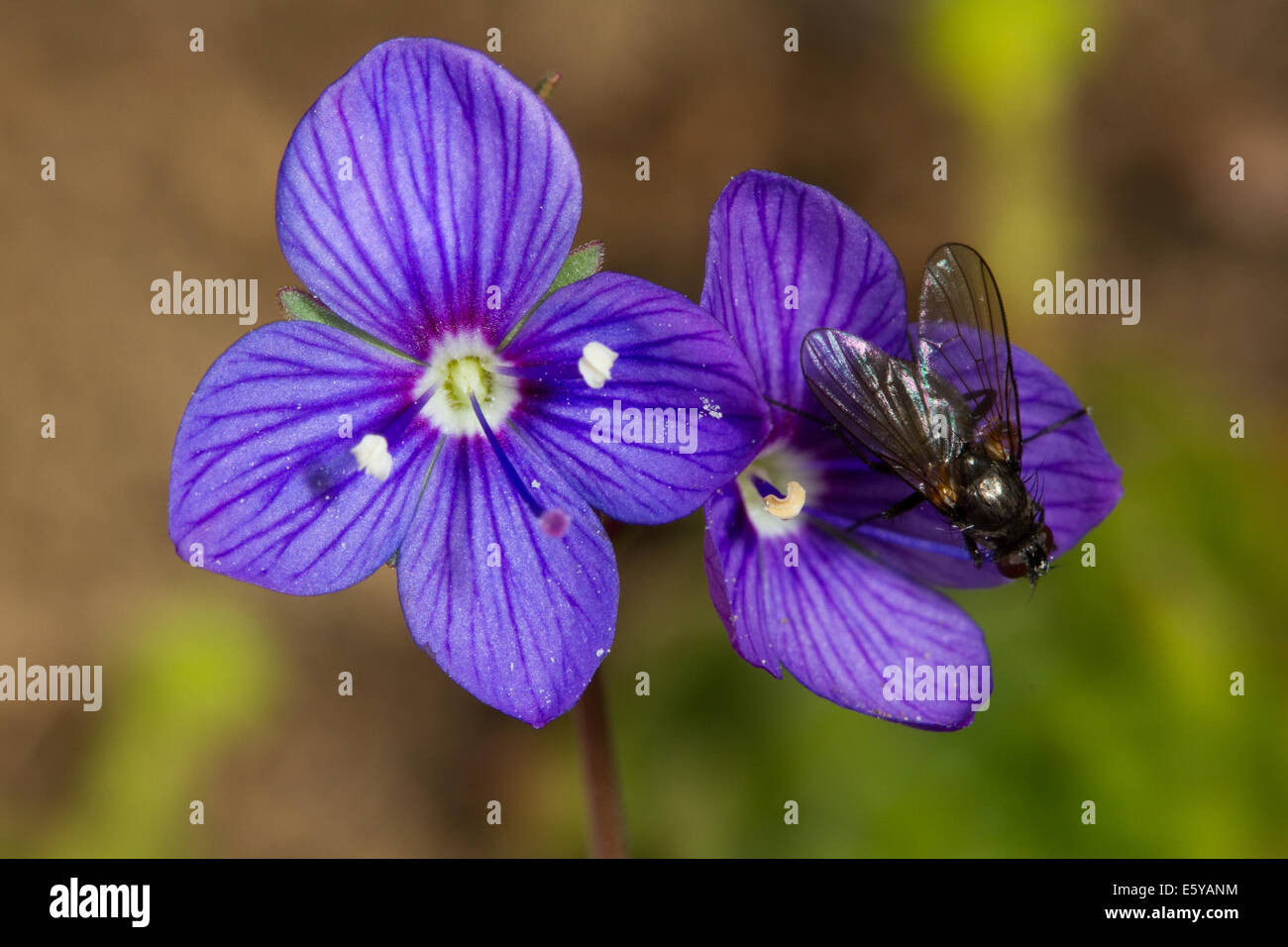 Rock Speedwell (Veronica fruticans Stock Photo - Alamy