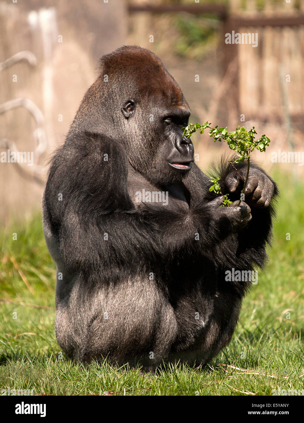 Black back mountain gorilla hi-res stock photography and images - Alamy