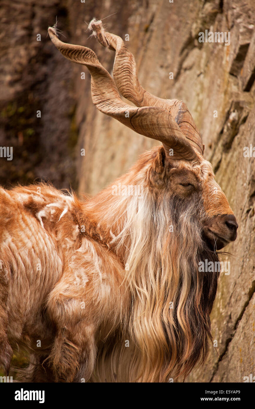 Young female markhor hi-res stock photography and images - Alamy