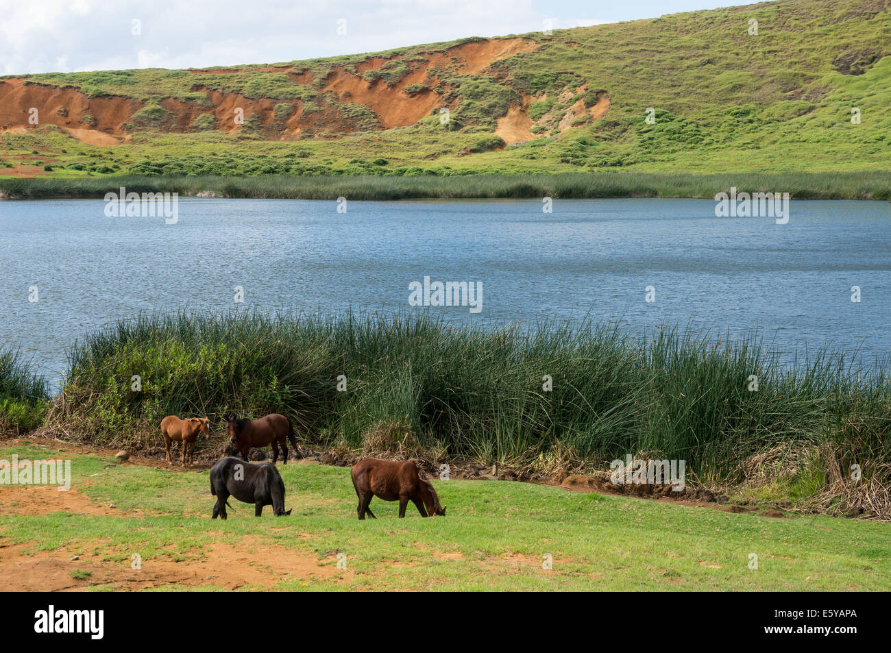 Rano raraku crater hi-res stock photography and images - Alamy