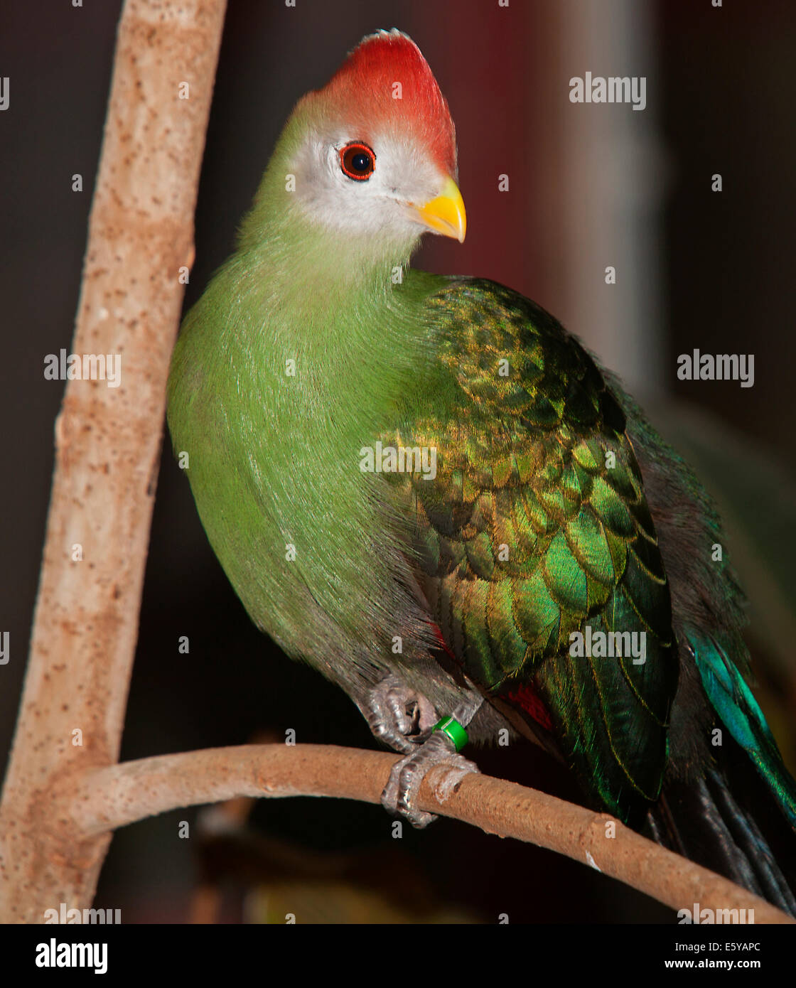 Red crested turaco hi-res stock photography and images - Alamy