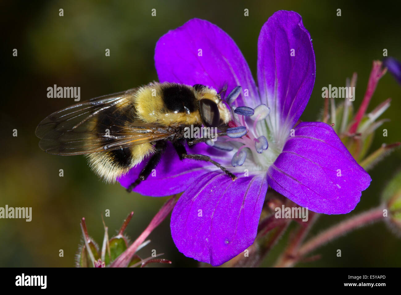 Bumblebee-mimic hoverfly (Volucella bombylans) feeding on a Wood ...