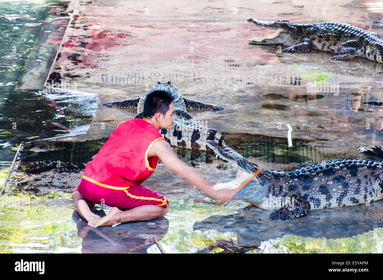 Crocodile show at Samphran Crocodile Farm on May 24, 2014 in Nakhon ...