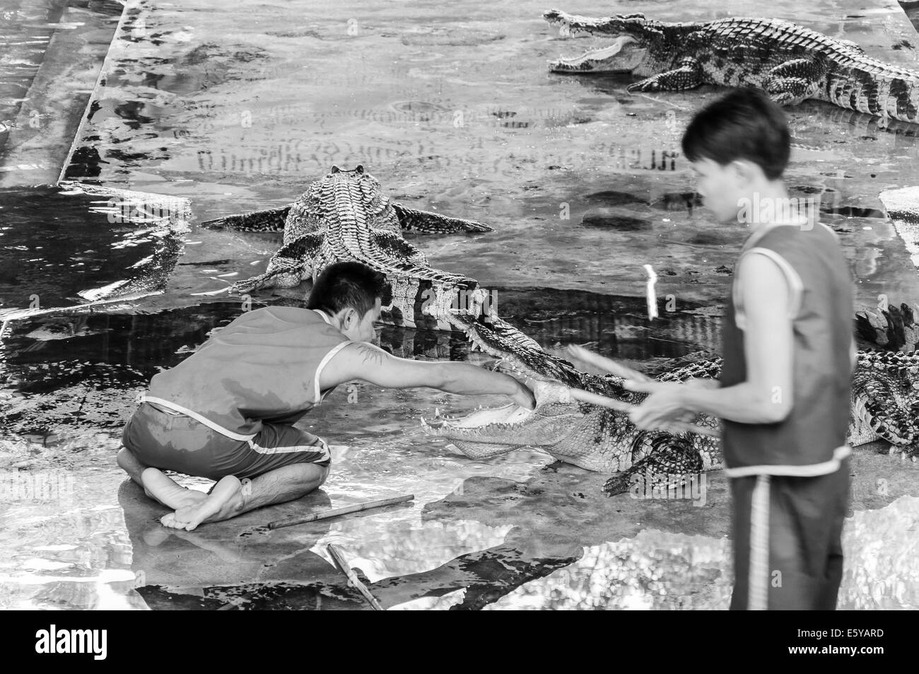 Crocodile show at Samphran Crocodile Farm on May 24, 2014 in Nakhon ...