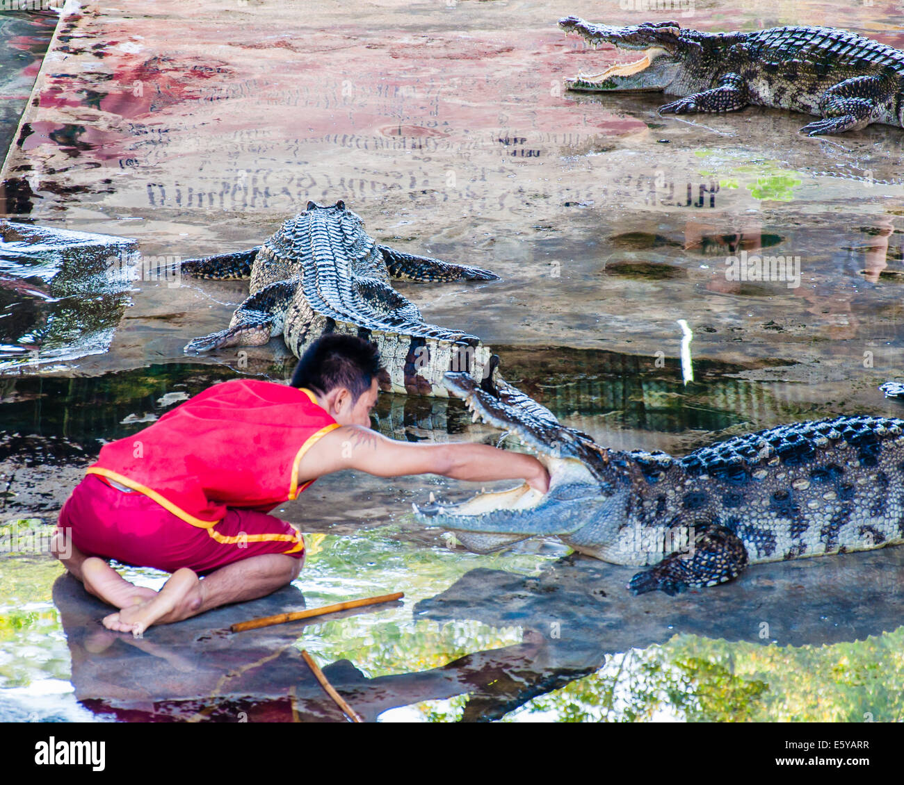 Crocodile show at Samphran Crocodile Farm on May 24, 2014 in Nakhon ...