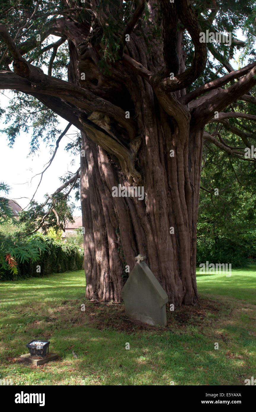 Ancient yew tree in church hi-res stock photography and images - Alamy