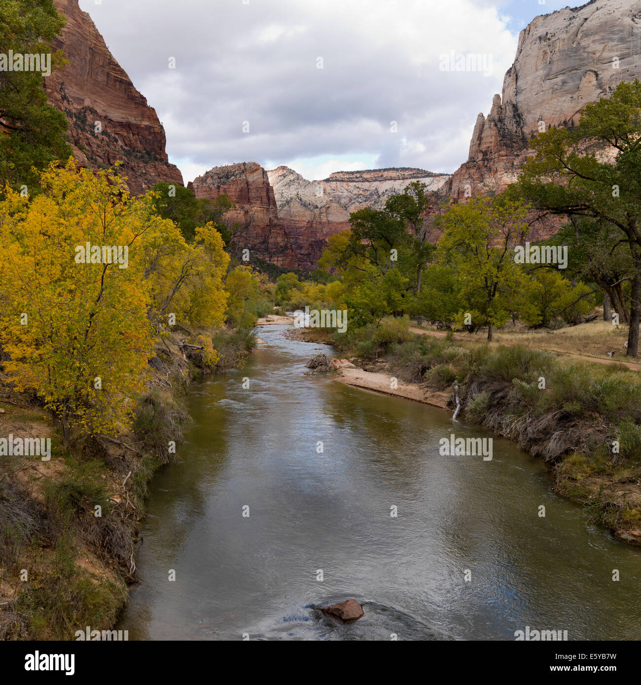 Stream flowing through a forest, Zion National Park, Utah, USA Stock ...