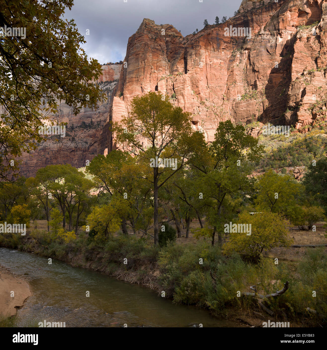 Stream flowing through a forest, Zion National Park, Utah, USA Stock ...