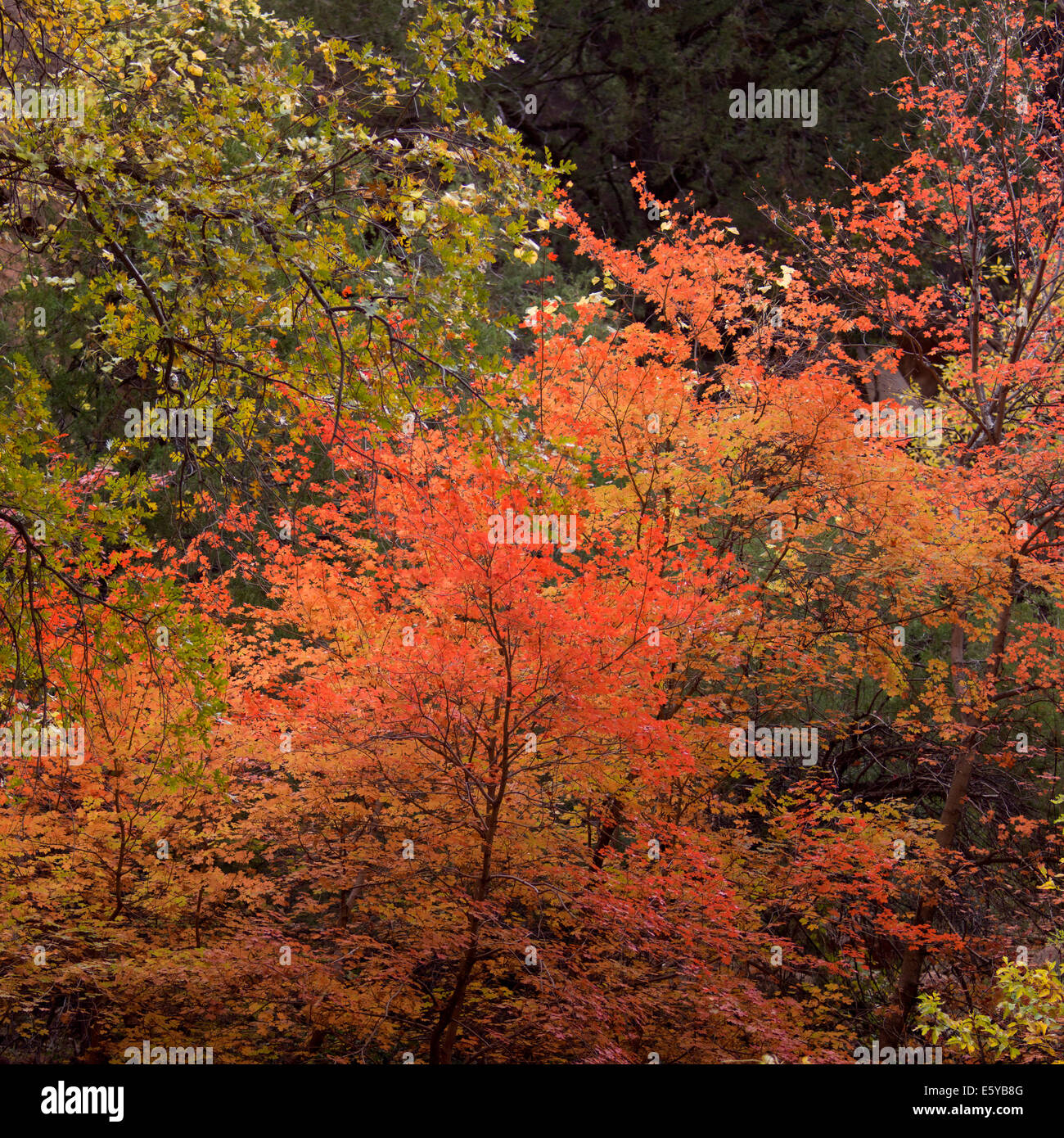 Maple forest hi-res stock photography and images - Alamy