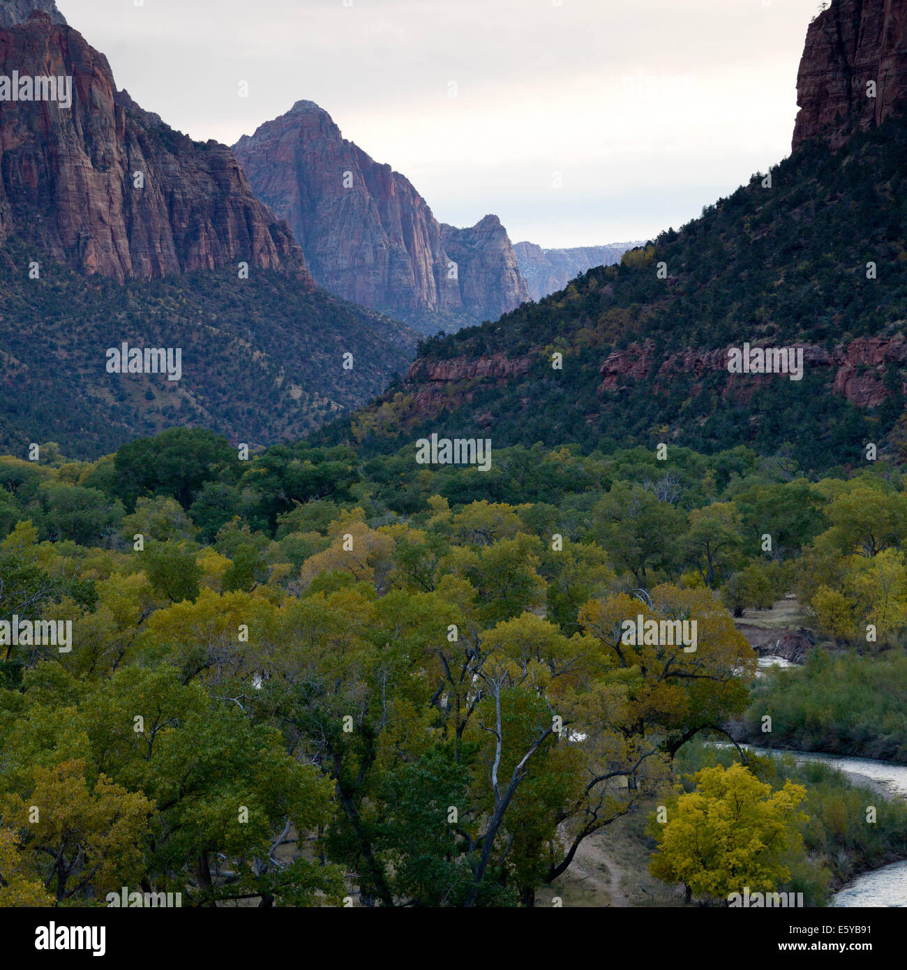 Trees in a forest with a mountain range in the background, Zion ...