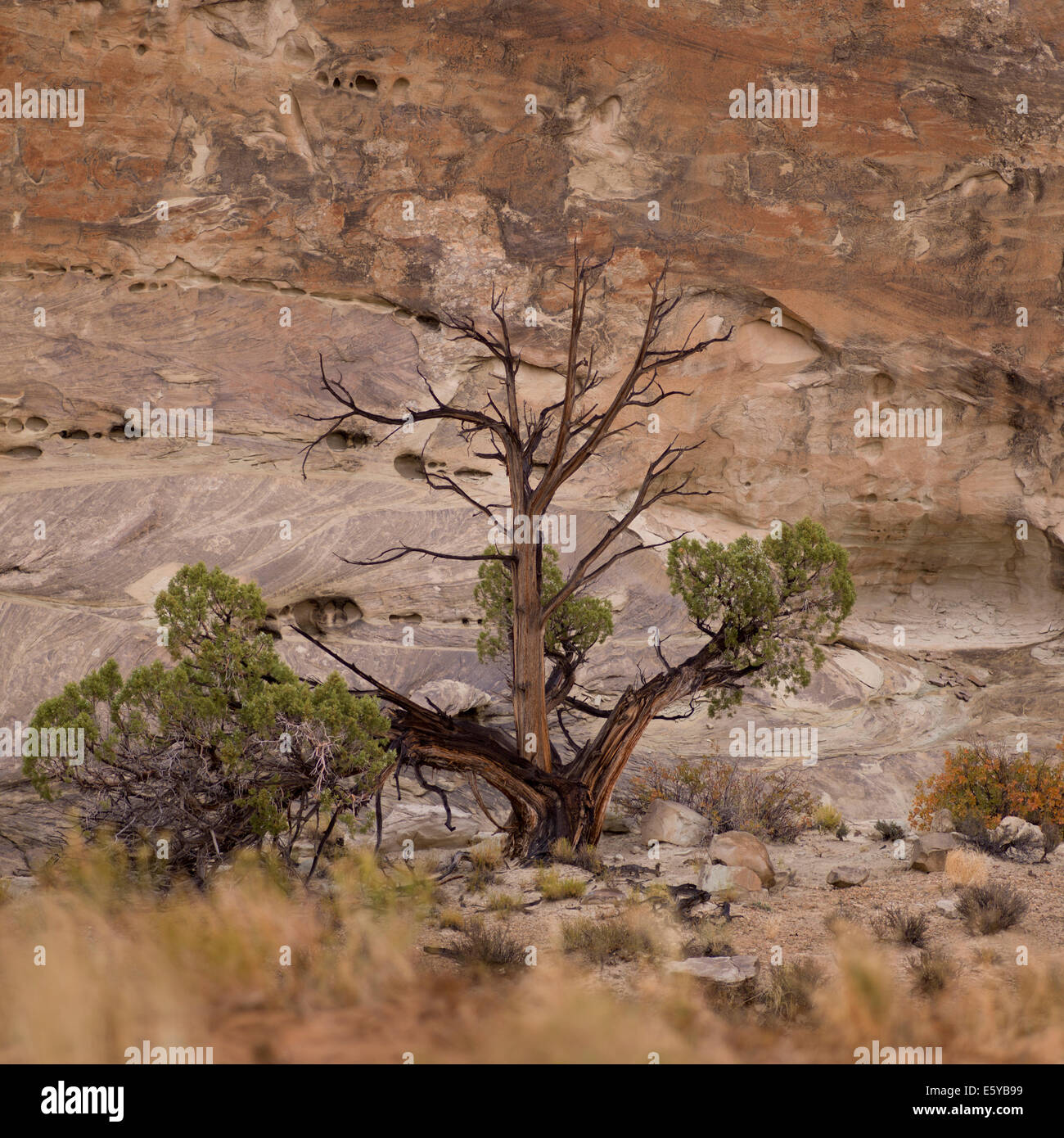Tree on the cliff hi-res stock photography and images - Alamy