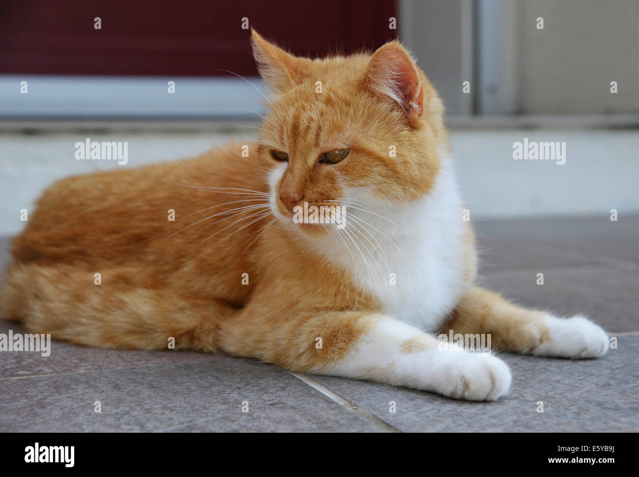Ginger the cat at rest Stock Photo - Alamy