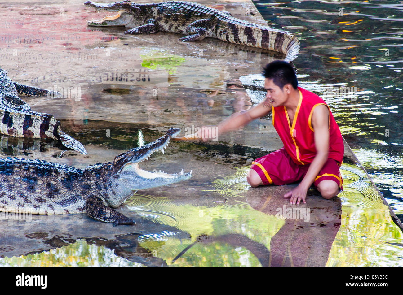 Crocodile show at Samphran Crocodile Farm on May 24, 2014 in Nakhon ...
