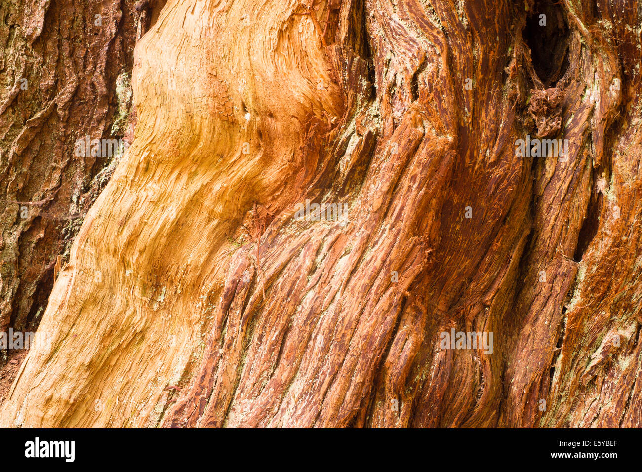The multi color grain of a large wood Cedar Tree Stock Photo - Alamy