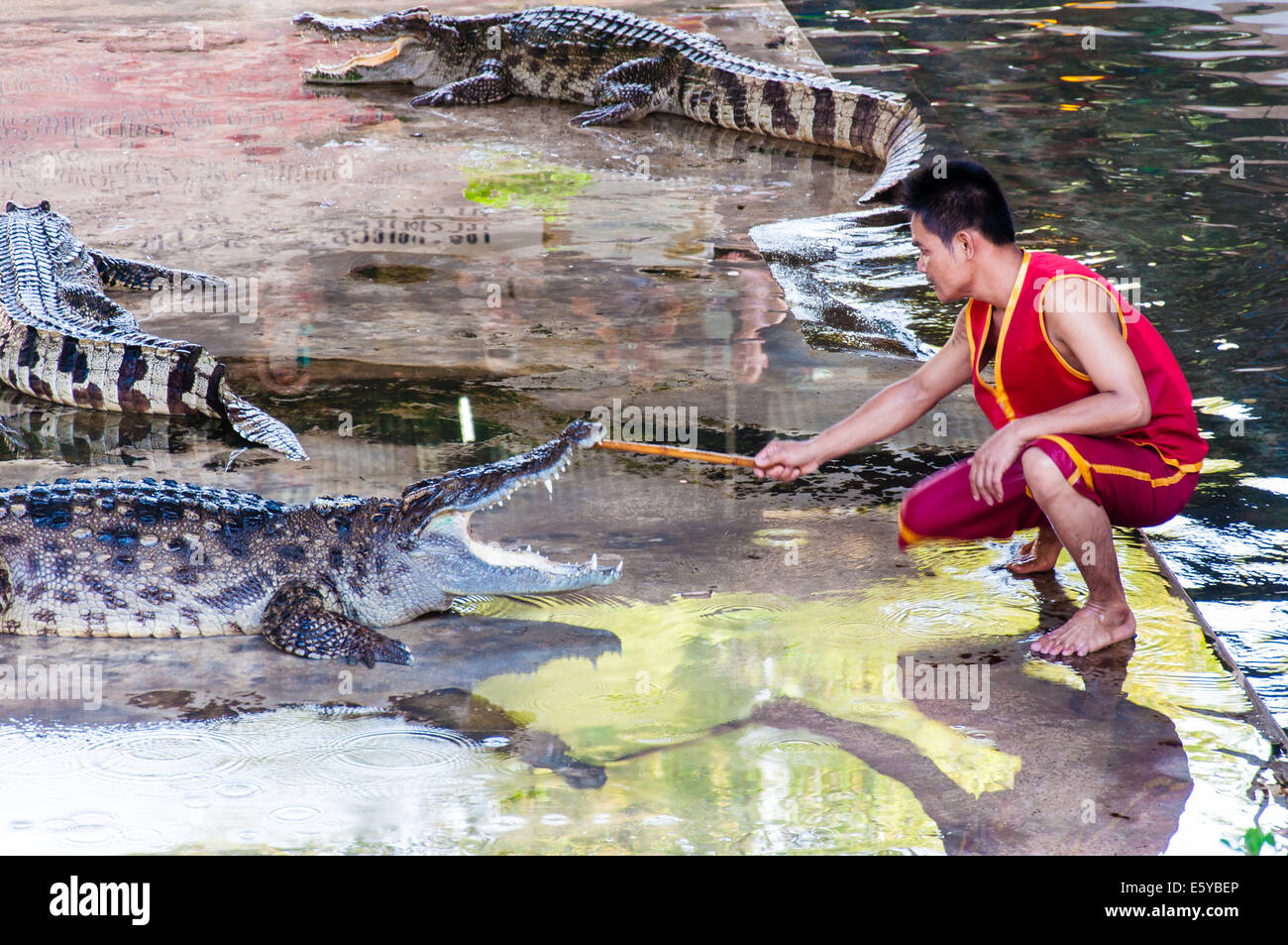 Crocodile show at Samphran Crocodile Farm on May 24, 2014 in Nakhon ...