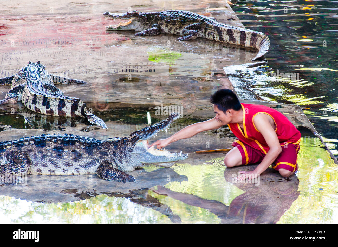 Crocodile show at Samphran Crocodile Farm on May 24, 2014 in Nakhon ...
