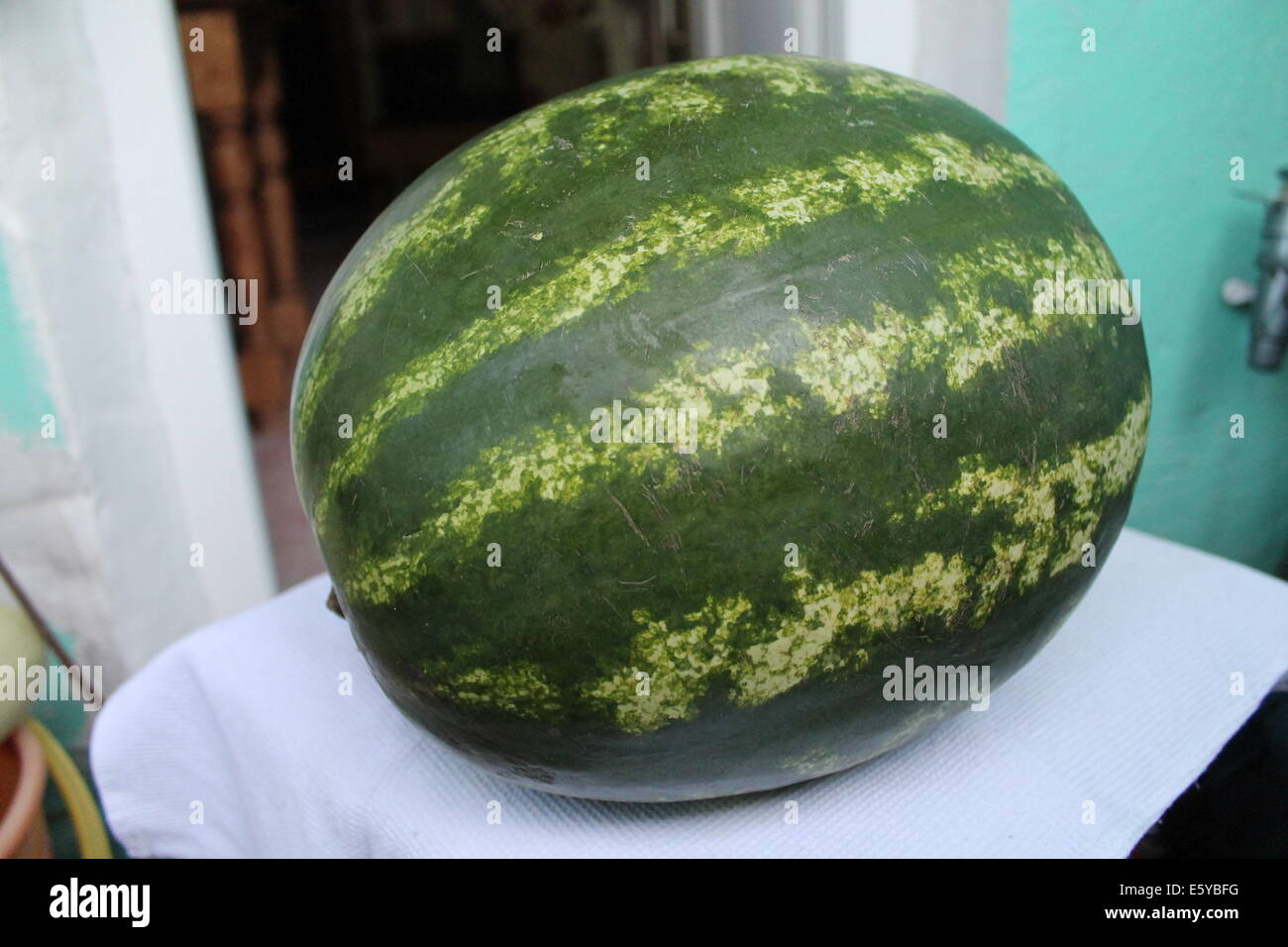 big green circle whole watermelon sweet dessert Stock Photo - Alamy
