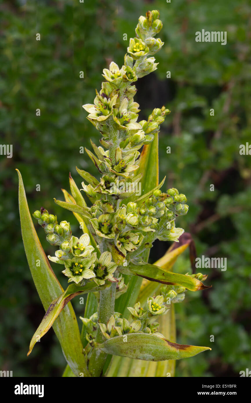 Veratrum Album High Resolution Stock Photography and Images - Alamy