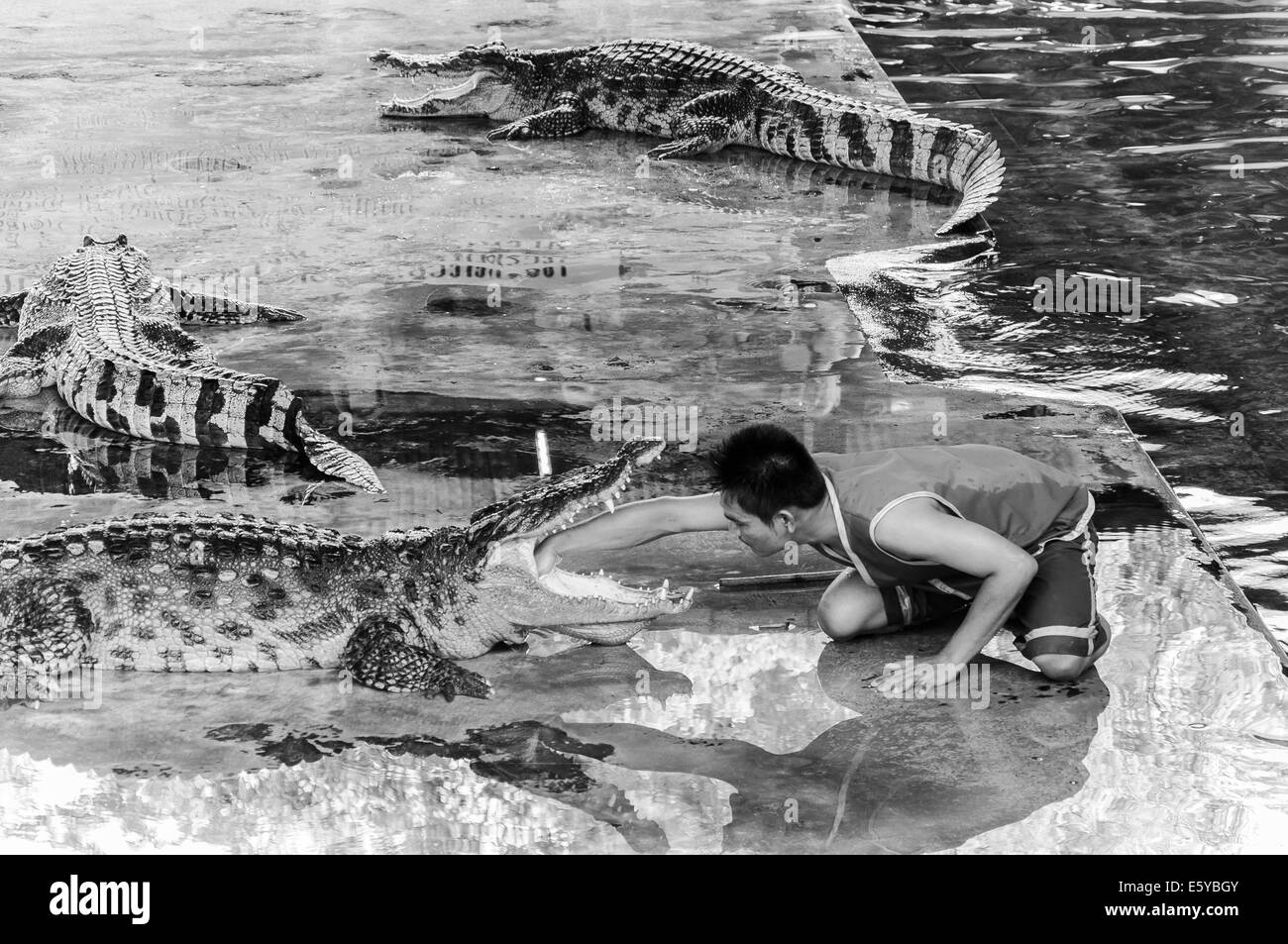 Crocodile show at Samphran Crocodile Farm on May 24, 2014 in Nakhon ...