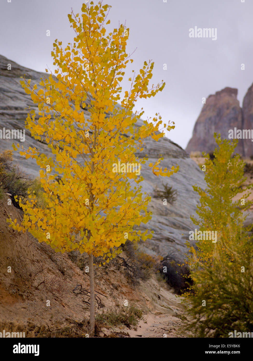 Trees on a mountain hi-res stock photography and images - Alamy