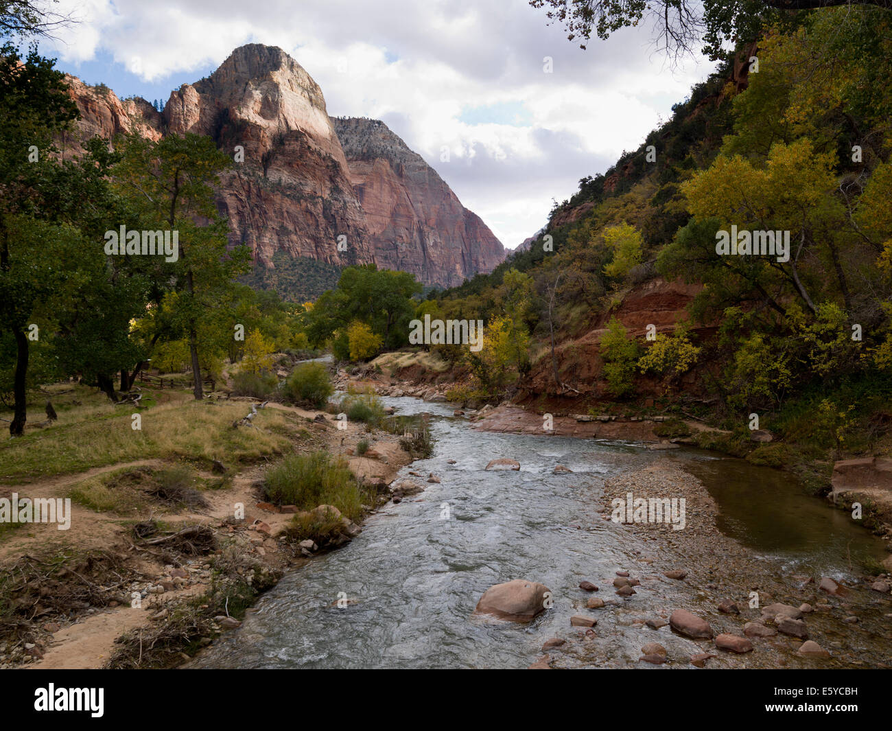 Stream flowing through a forest, Zion National Park, Utah, USA Stock ...