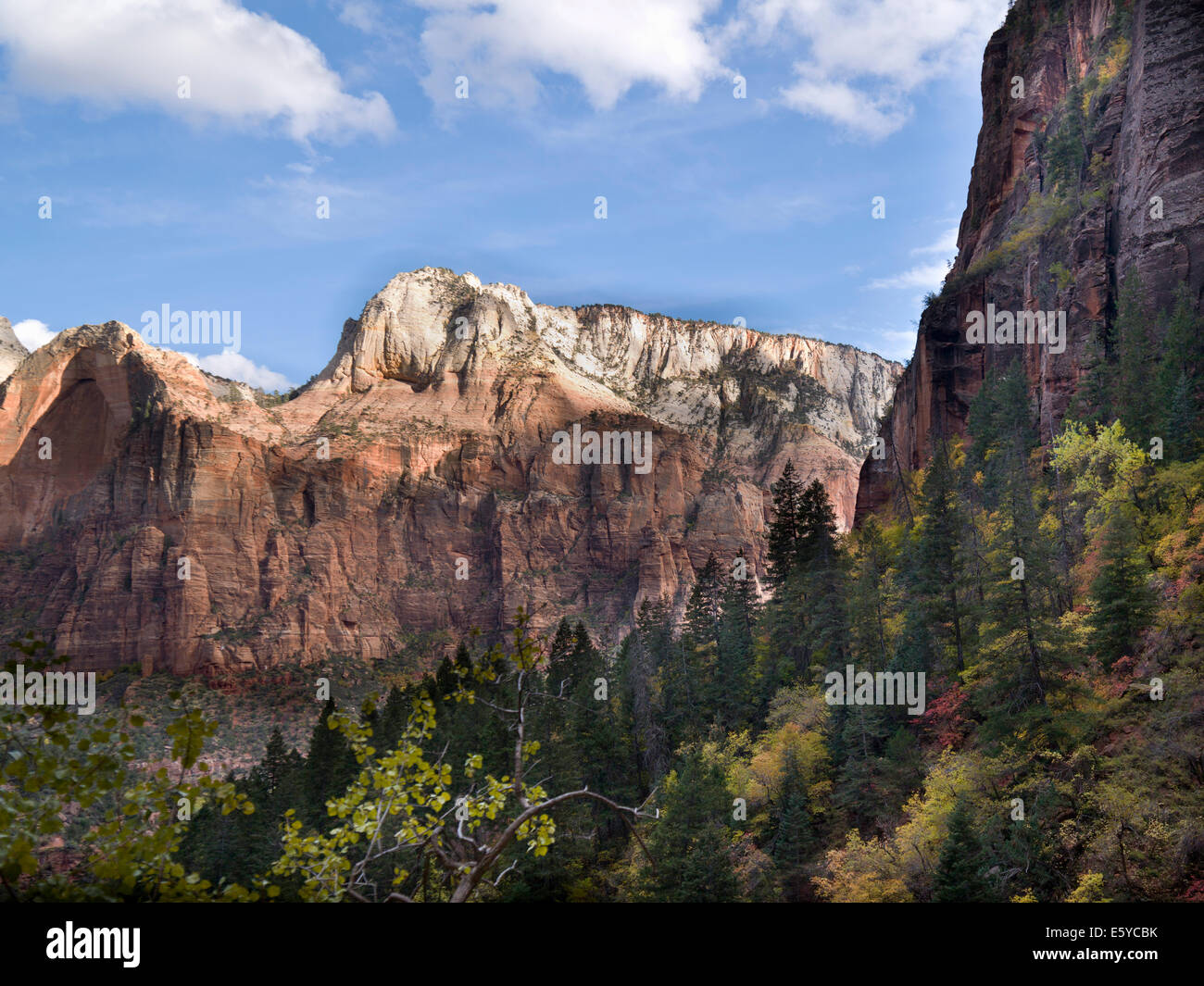 Trees in a forest, Zion National Park, Utah, USA Stock Photo - Alamy