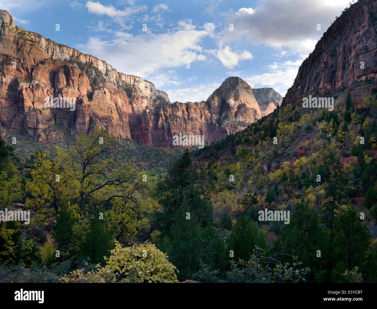 Trees in a forest, Zion National Park, Utah, USA Stock Photo - Alamy