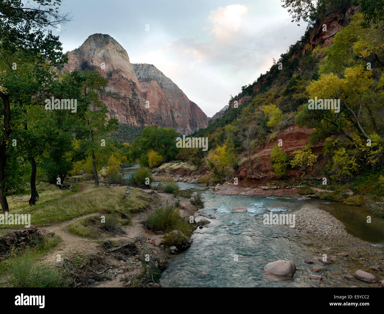Stream flowing through a forest, Zion National Park, Utah, USA Stock ...
