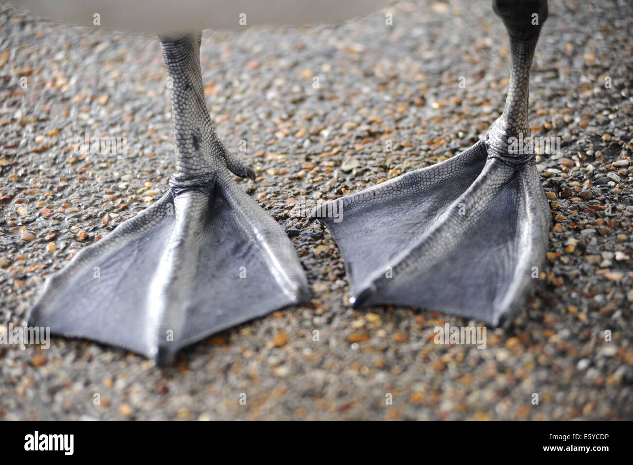 Swan feet hi-res stock photography and images - Alamy